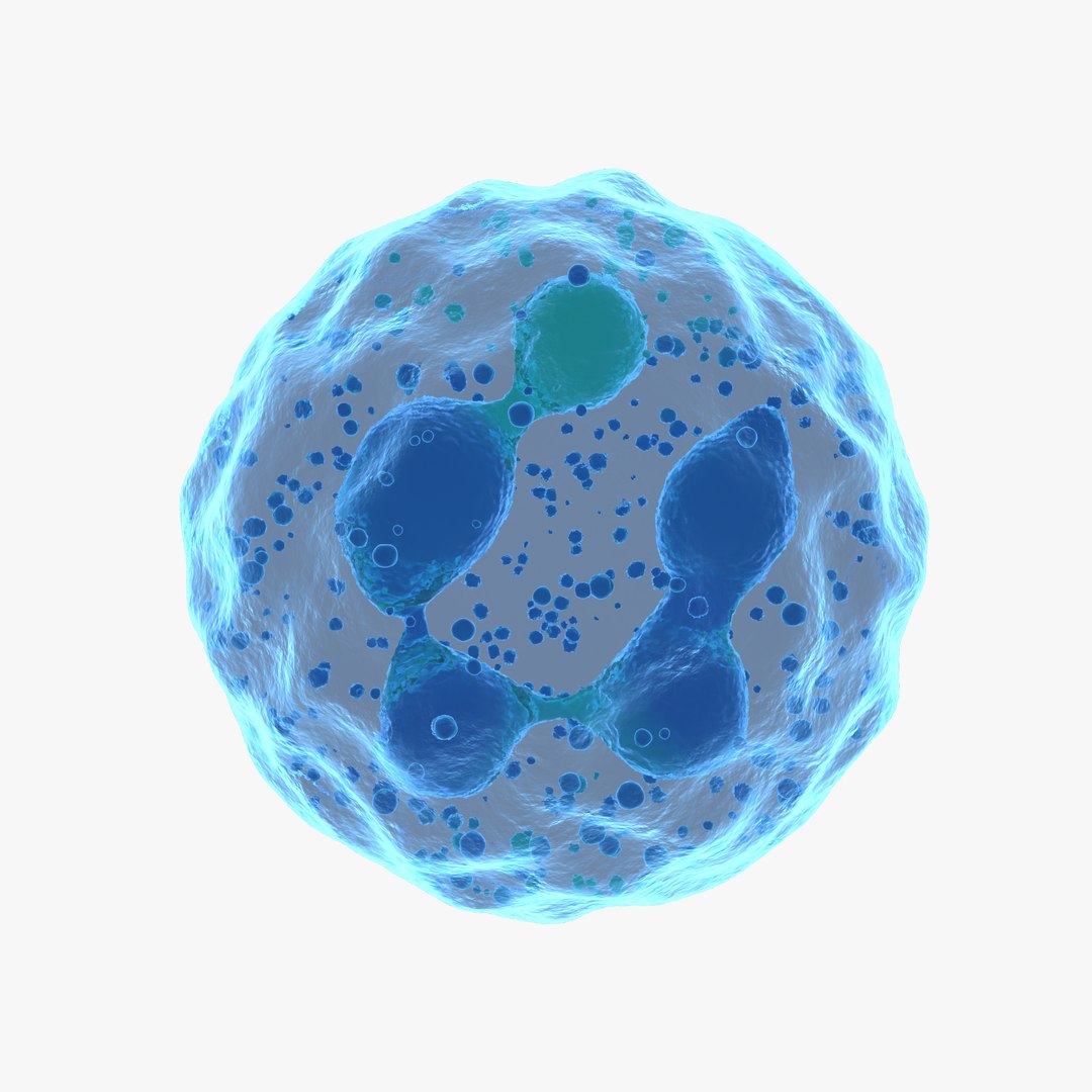 3D 3d Model Lymphocytes Pack Collection Model - TurboSquid 2263259