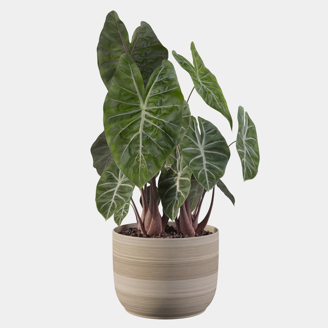 Alocasia Pink Dragon In The Wooden Pot Model - TurboSquid 1724680