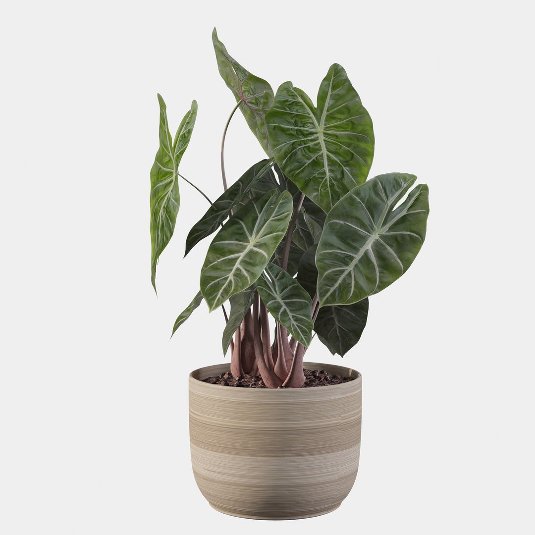 Alocasia Pink Dragon In The Wooden Pot Model - TurboSquid 1724680