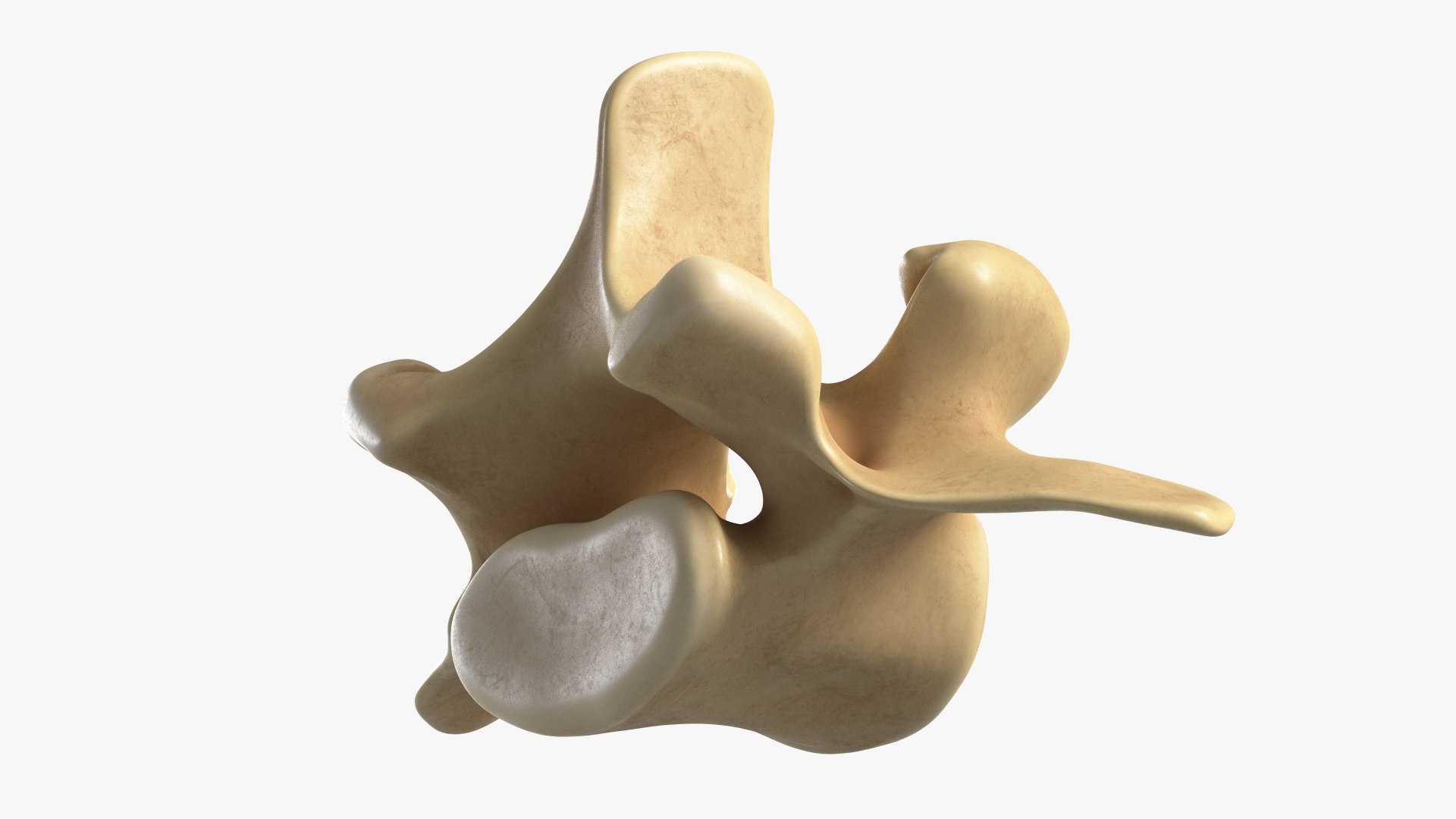 3D Spine Bone 1 Model - TurboSquid 1543819
