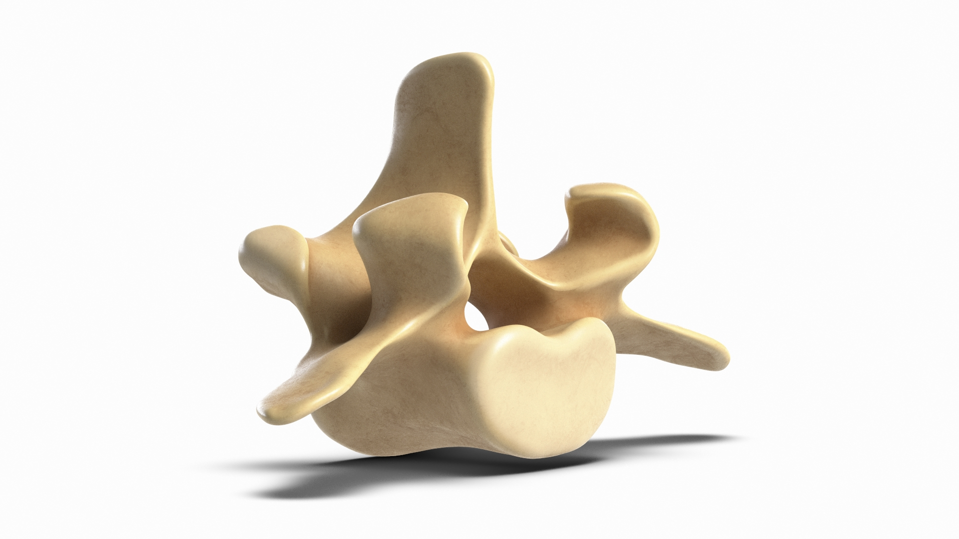 3D Spine Bone 1 Model - TurboSquid 1543819
