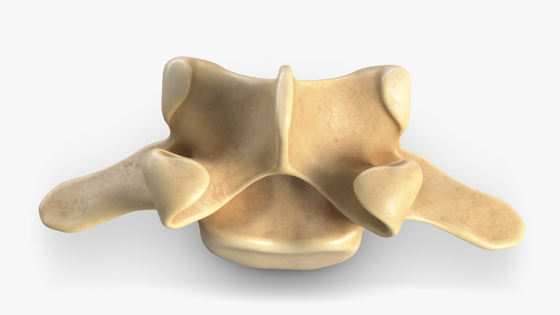 3D Spine Bone 1 Model - TurboSquid 1543819