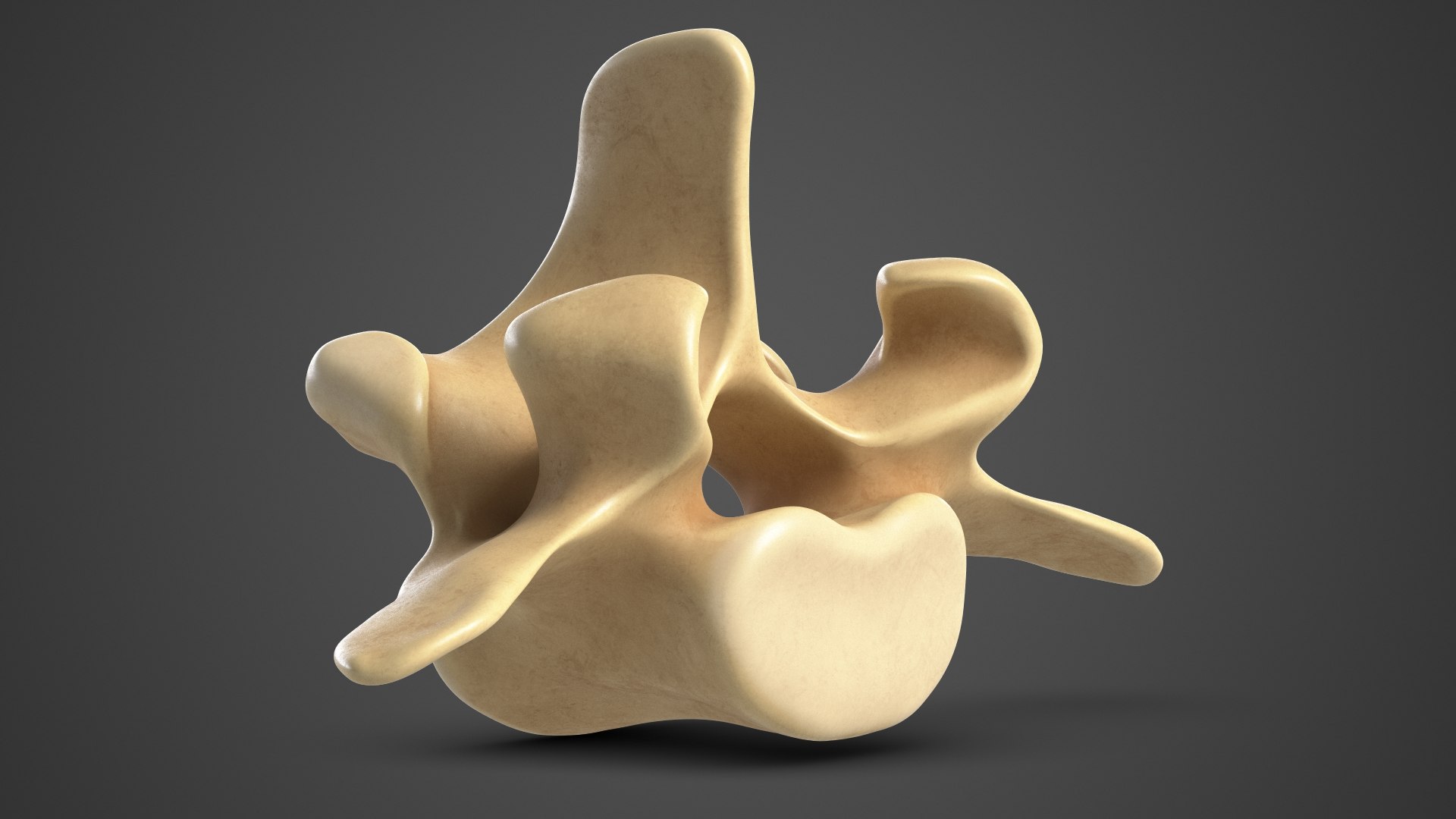 3D spine bone 1 model - TurboSquid 1543819