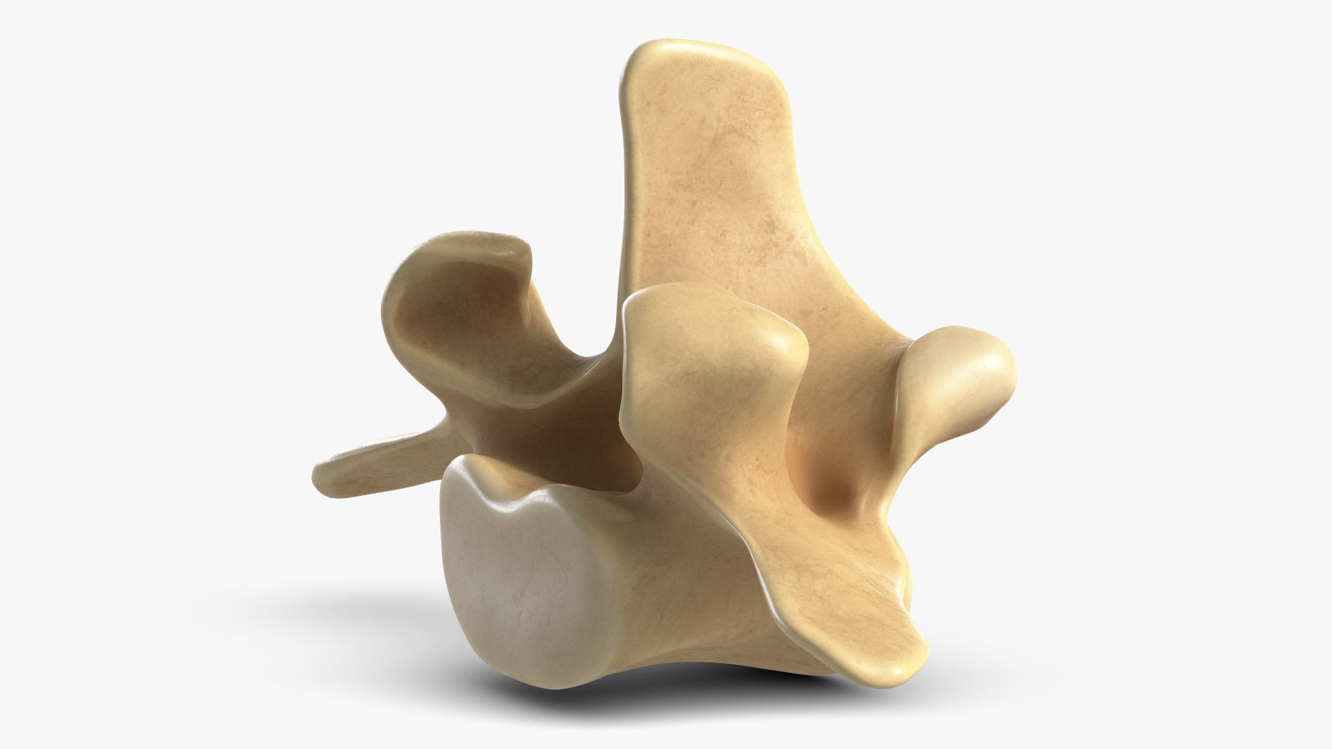 3D Spine Bone 1 Model - TurboSquid 1543819