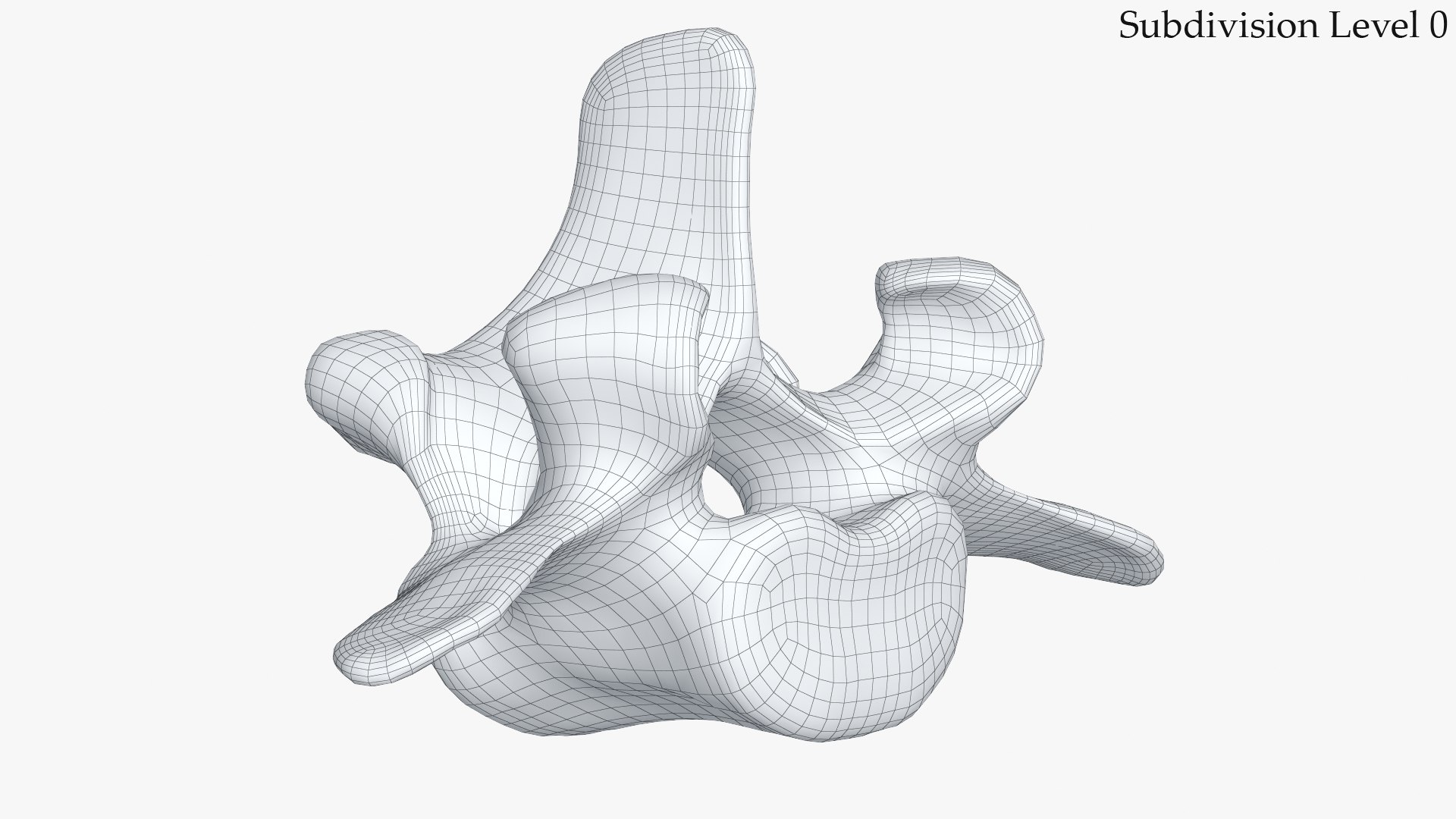 3D Spine Bone 1 Model - TurboSquid 1543819