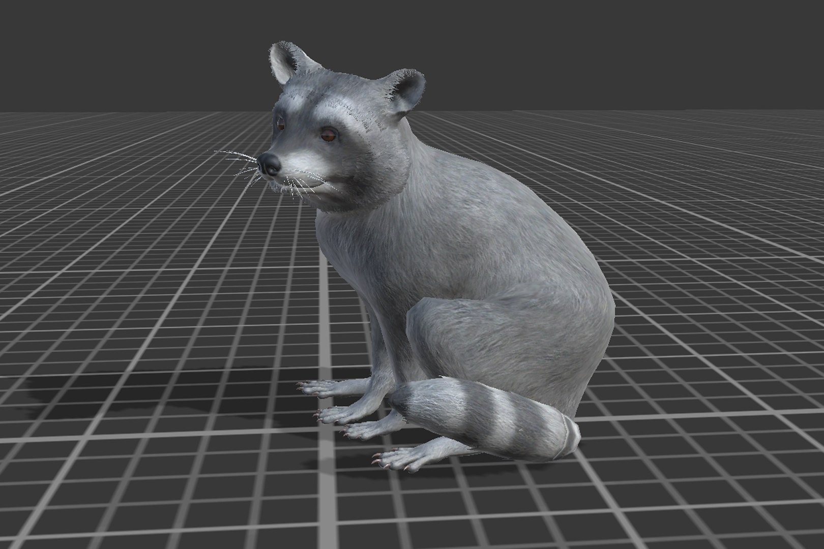 Raccoon 3D Model - TurboSquid 2151797