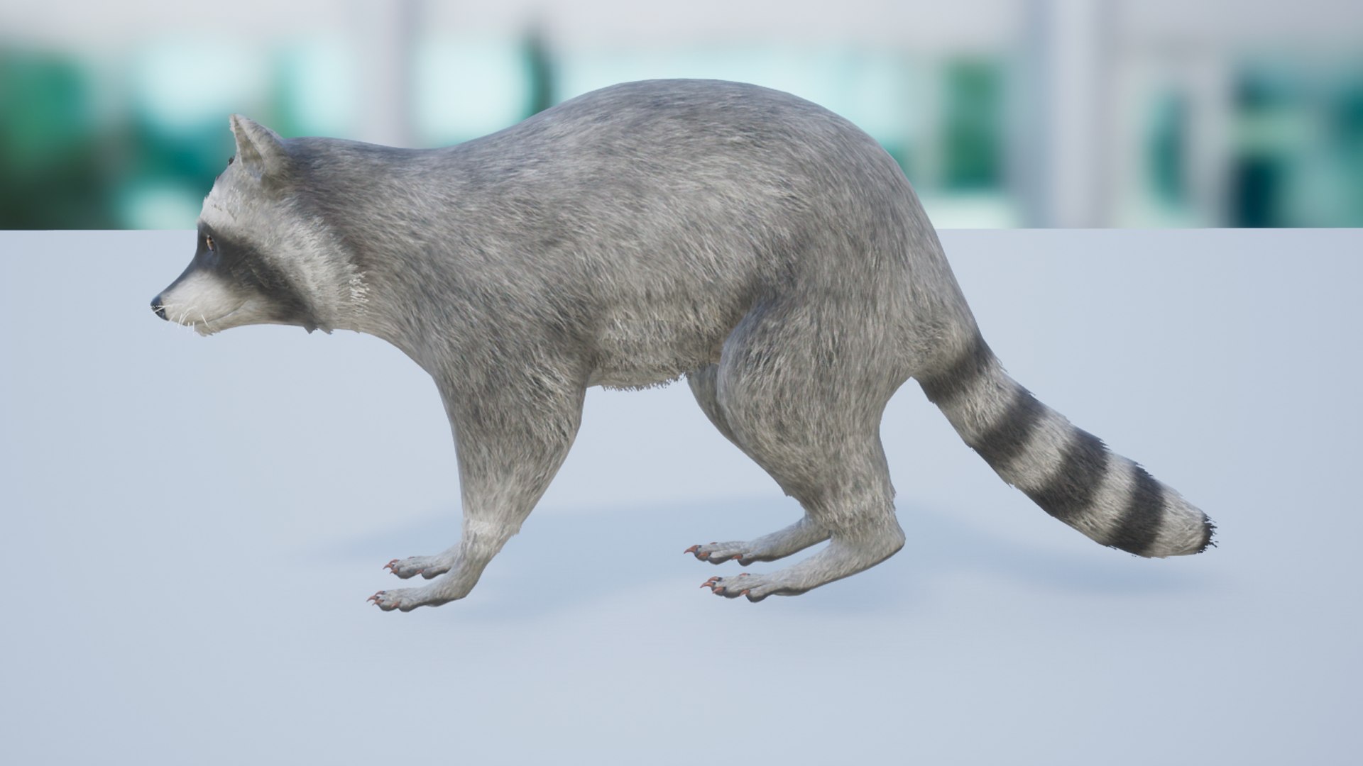 Raccoon 3D Model - TurboSquid 2151797