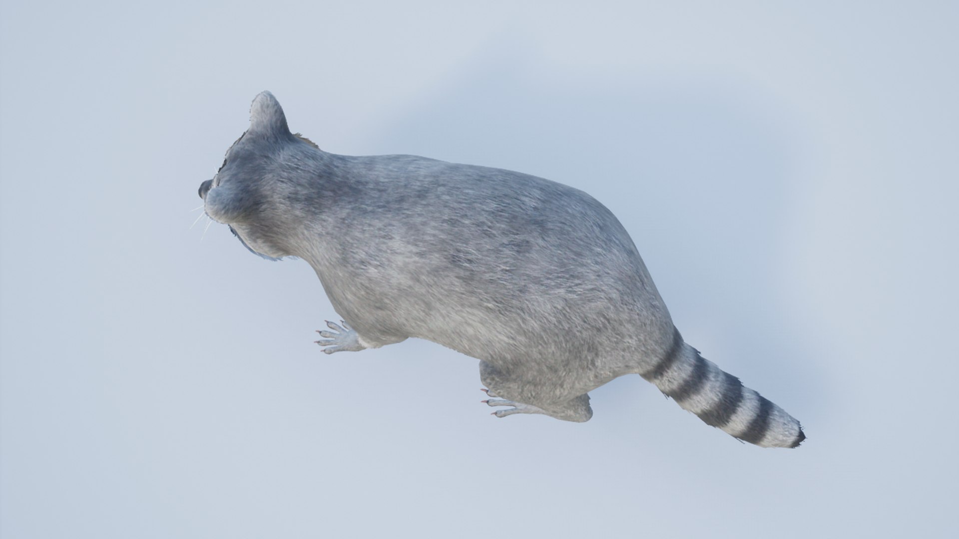 Raccoon 3D Model - TurboSquid 2151797