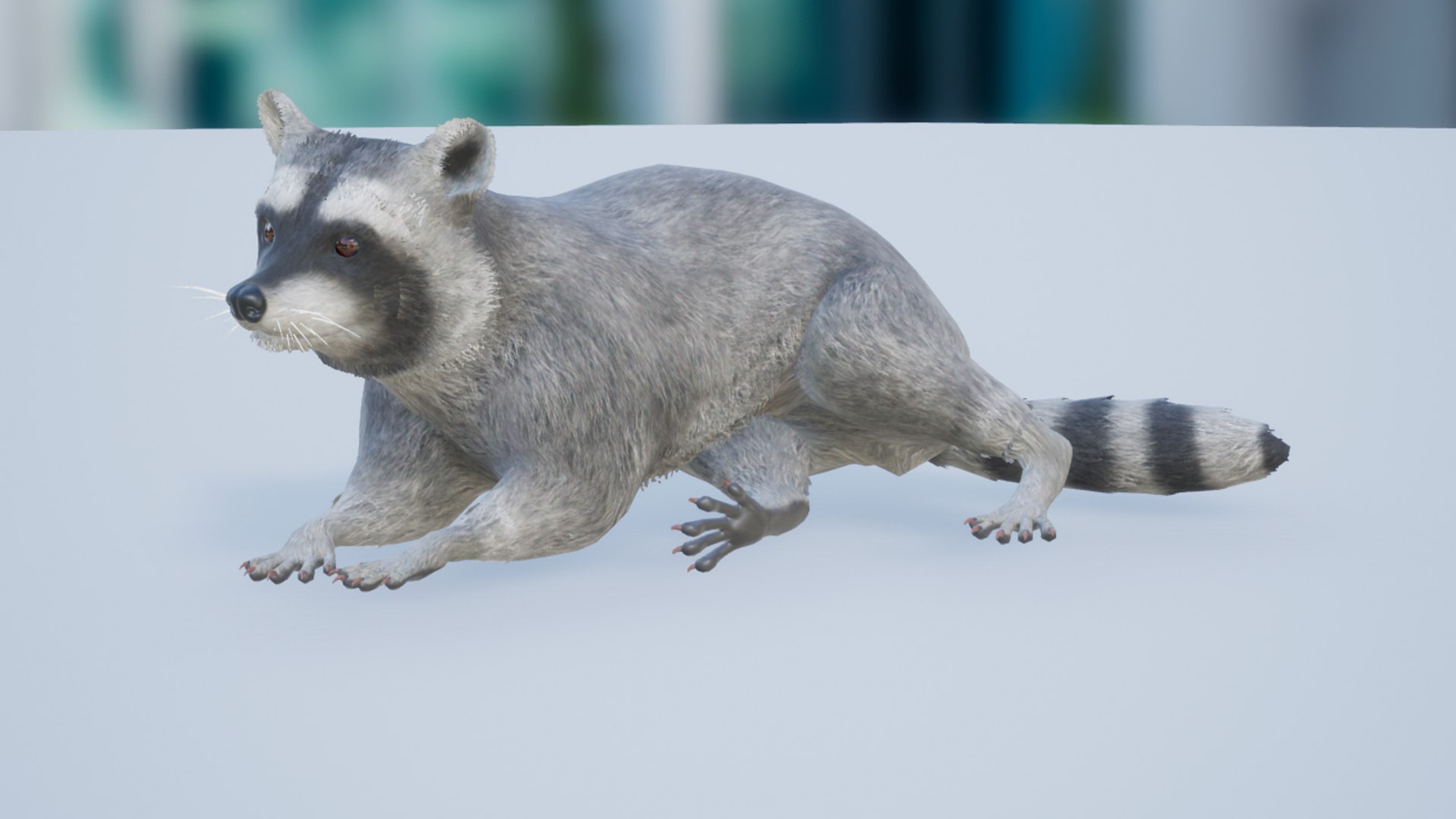 Raccoon 3D Model - TurboSquid 2151797