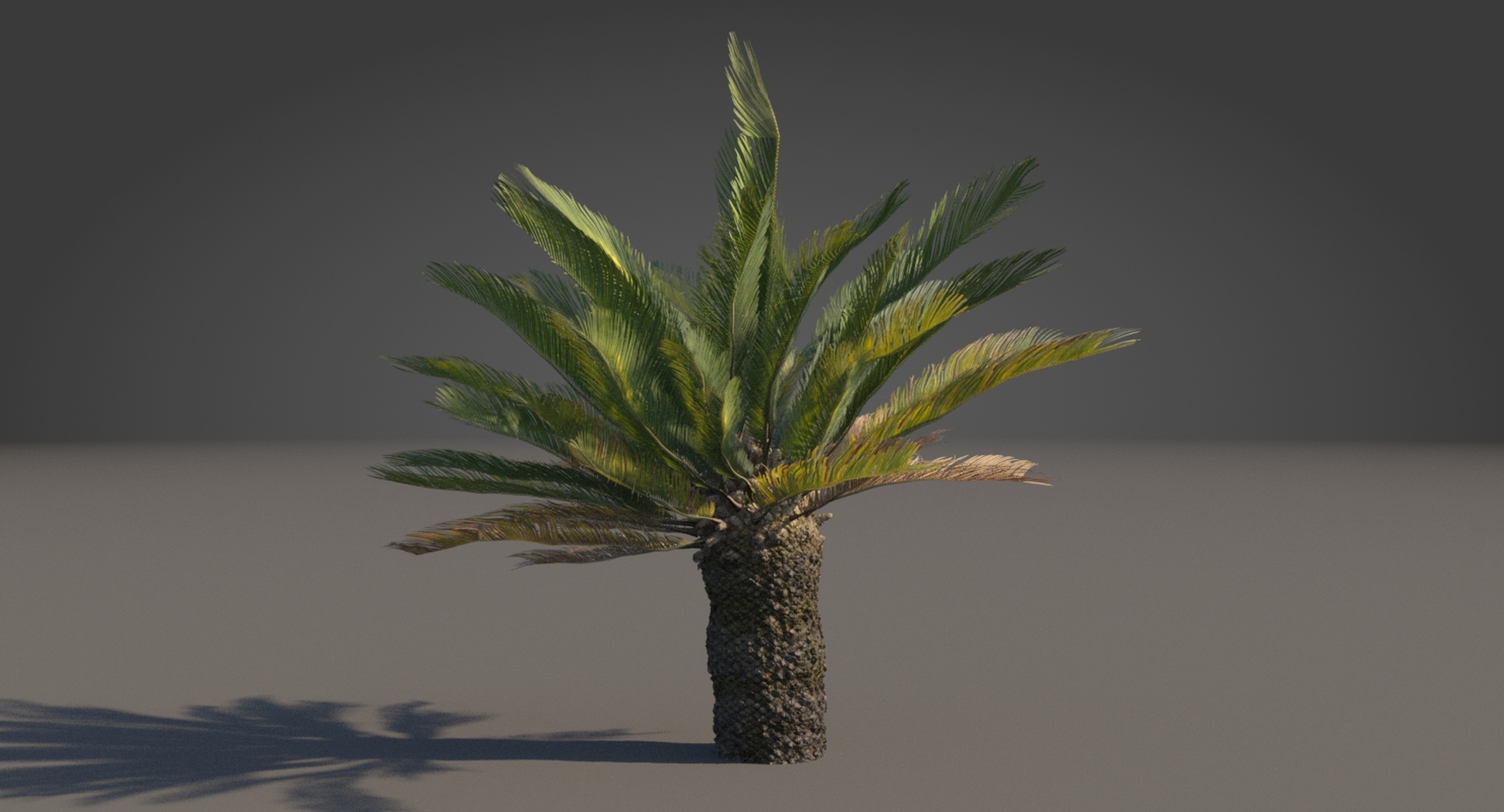 3D Scan Cycad Broodboom - TurboSquid 1387103