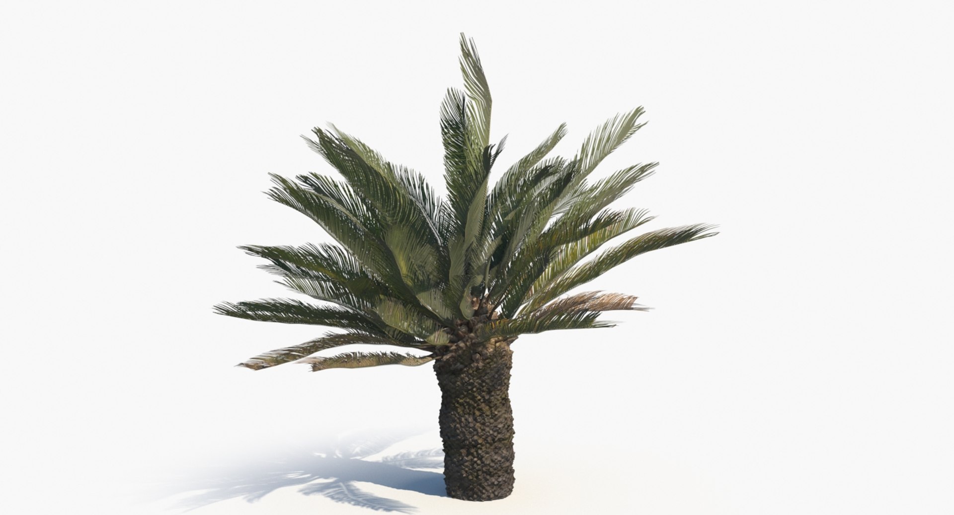 3D Scan Cycad Broodboom - TurboSquid 1387103