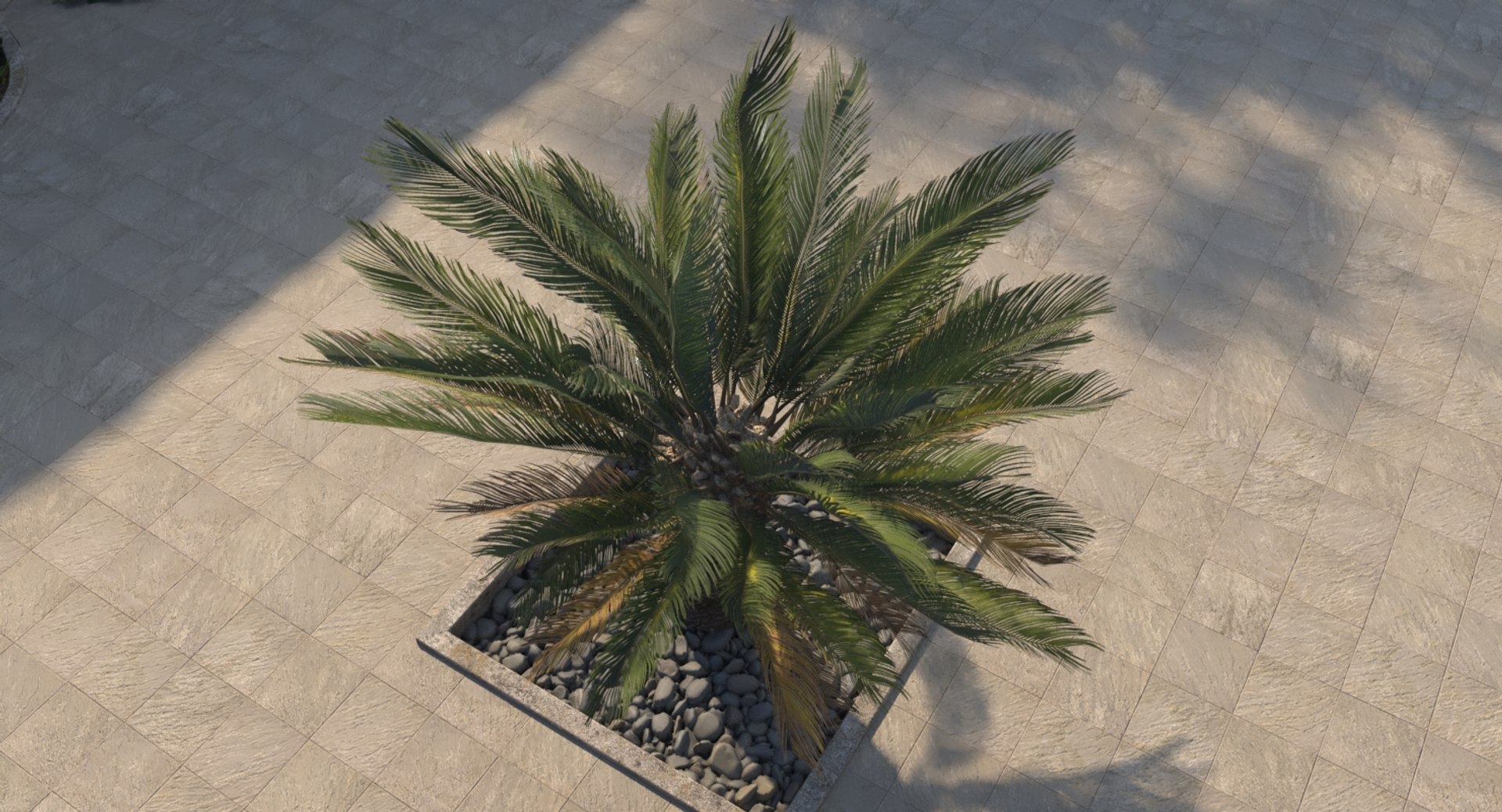 3D Scan Cycad Broodboom - TurboSquid 1387103