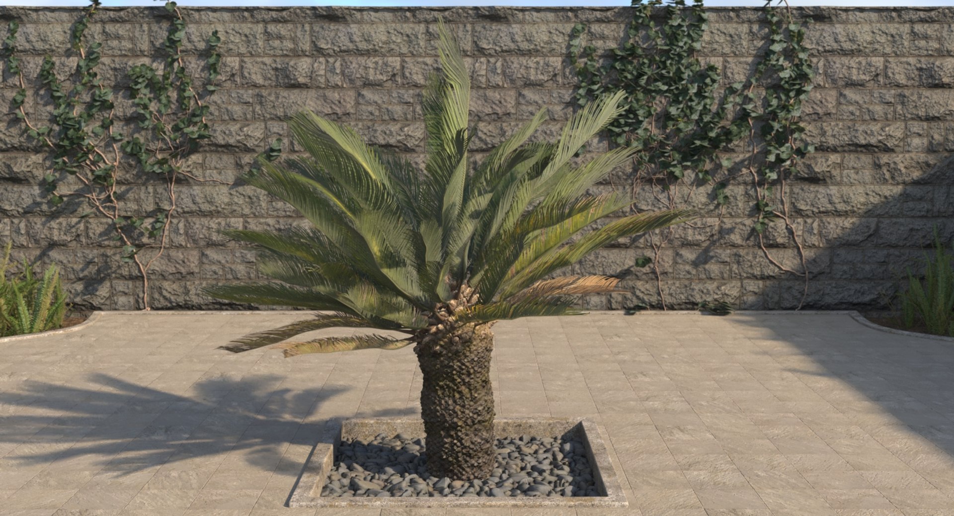 3D Scan Cycad Broodboom - TurboSquid 1387103