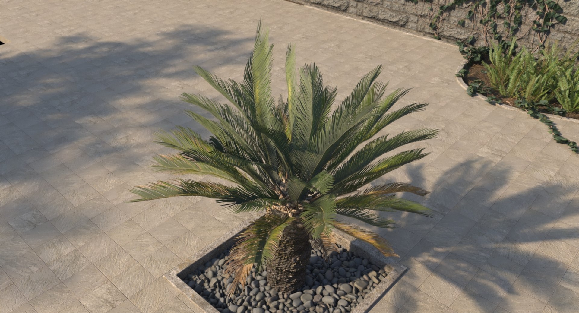3D Scan Cycad Broodboom - TurboSquid 1387103