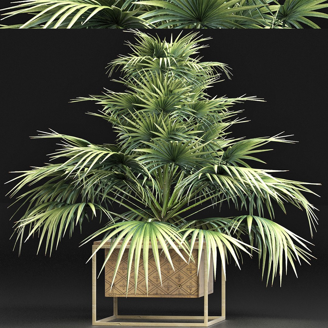 Sabal Minor 3D - TurboSquid 1685041