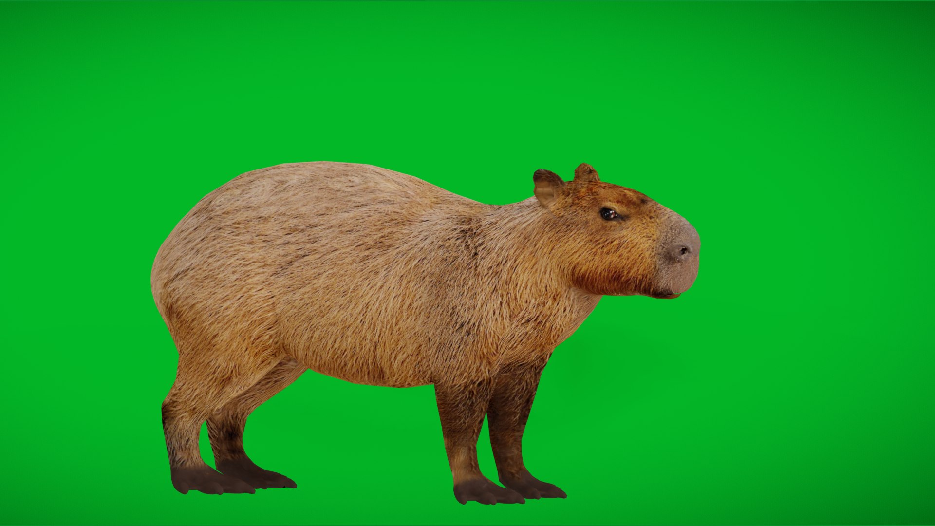 3D Capybara Model - TurboSquid 2423190