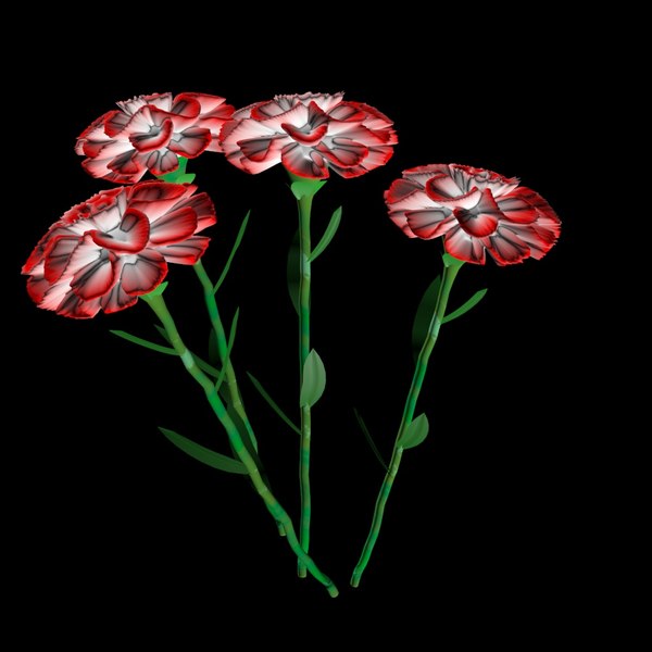 3D Carnation Models | TurboSquid