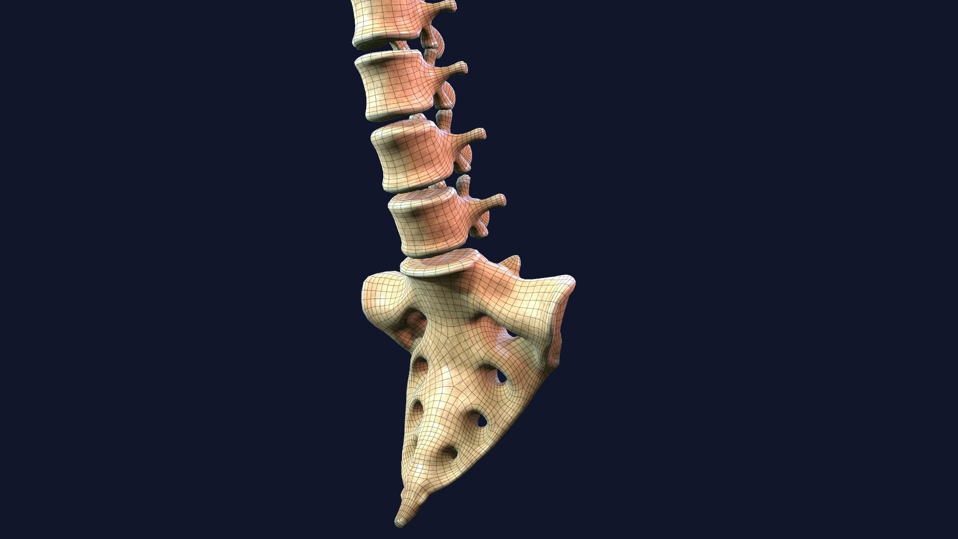 3D Spine Middle Poly - TurboSquid 1849013