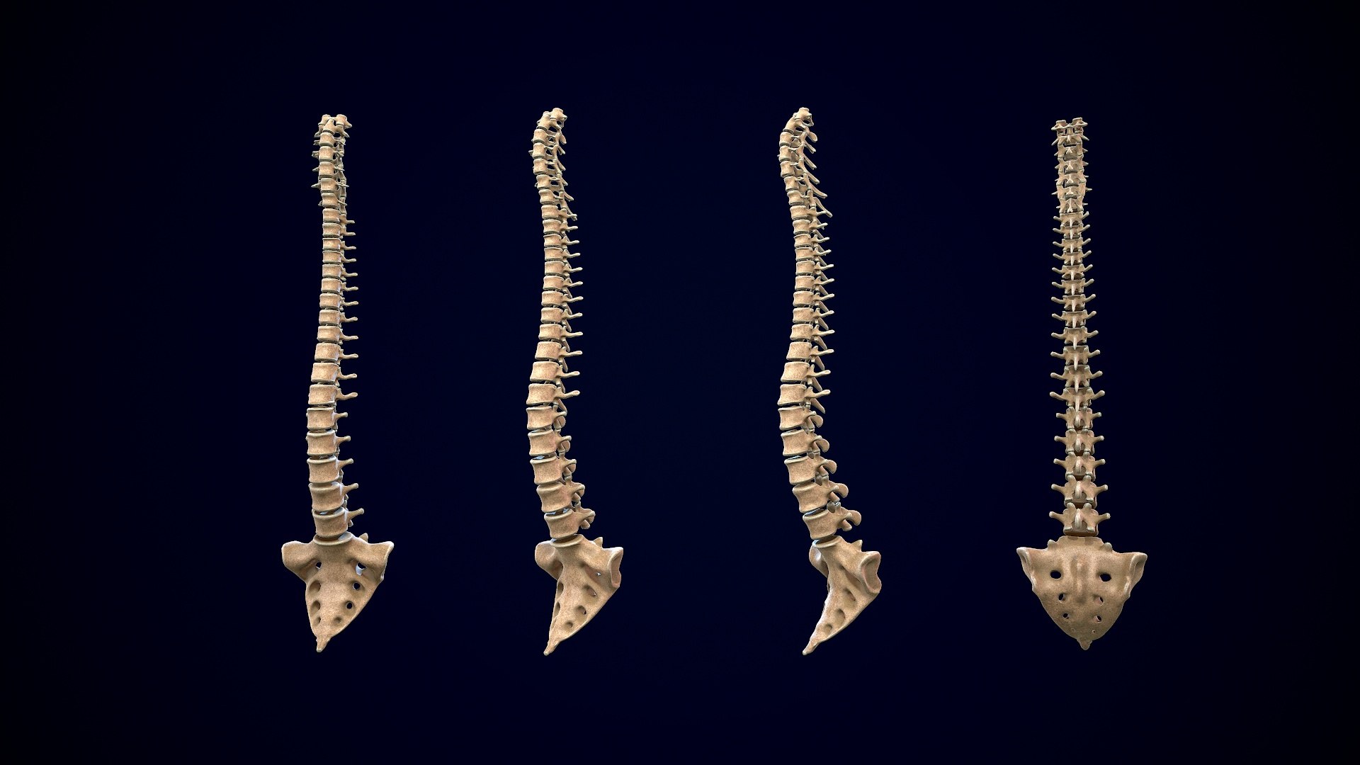 3D Spine Middle Poly - TurboSquid 1849013