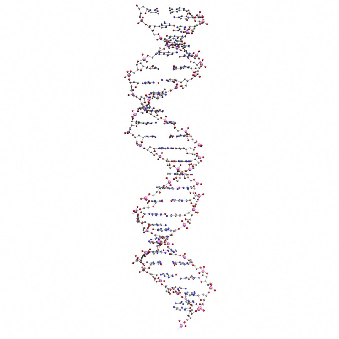 3d Model Deoxyribonucleic Dna