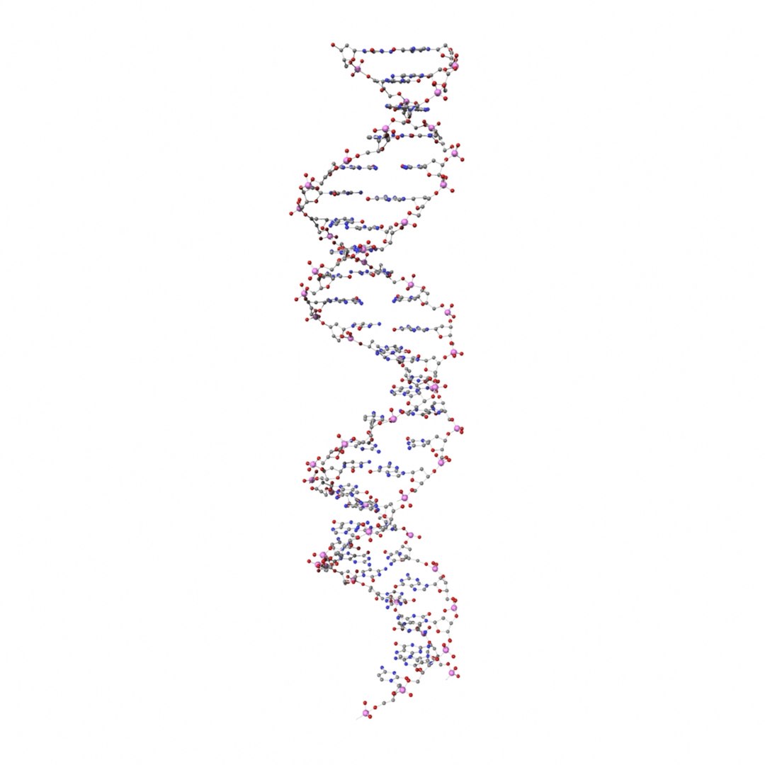 3d Model Deoxyribonucleic Dna