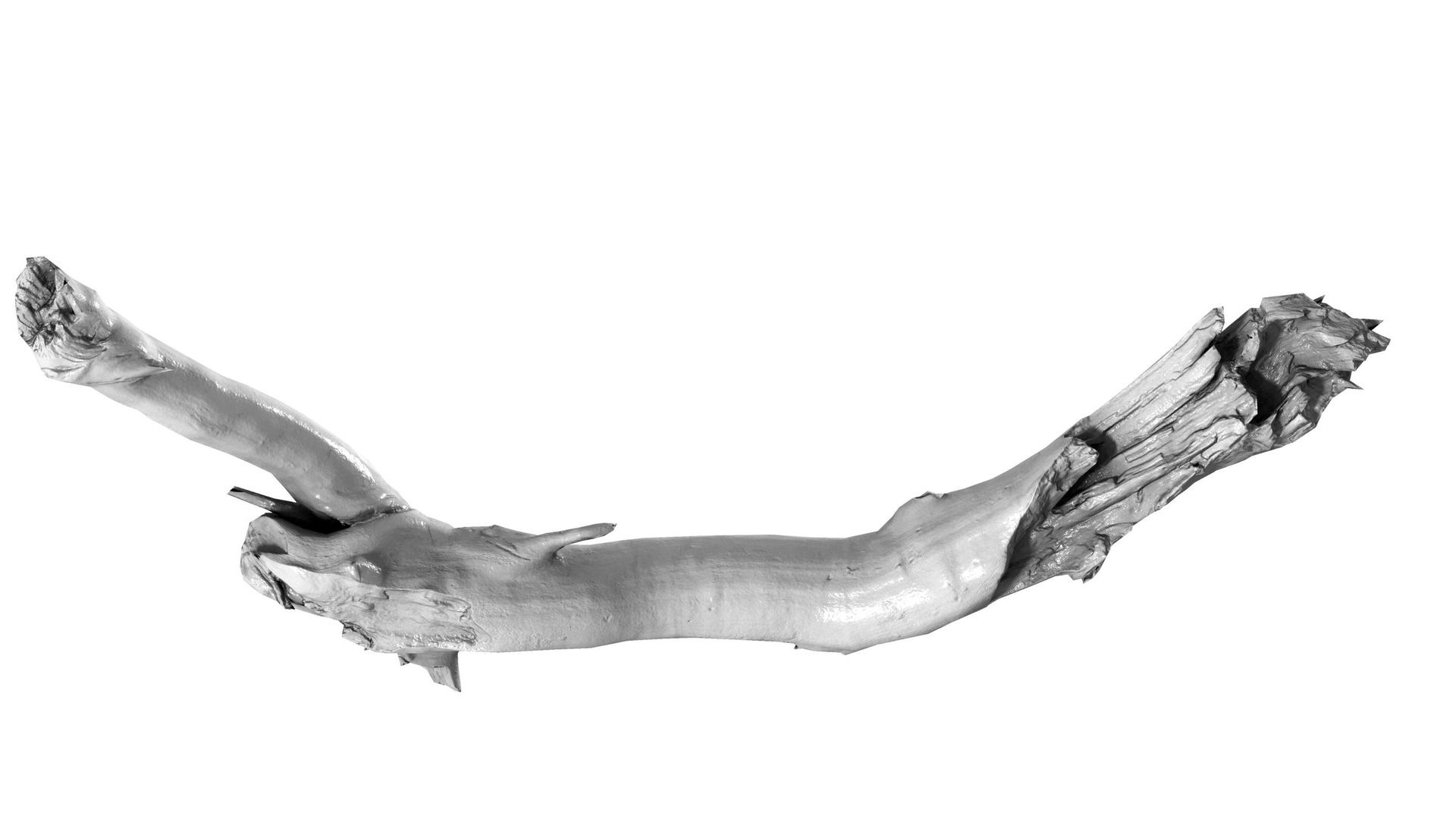 Maya Branch Rotten Wood