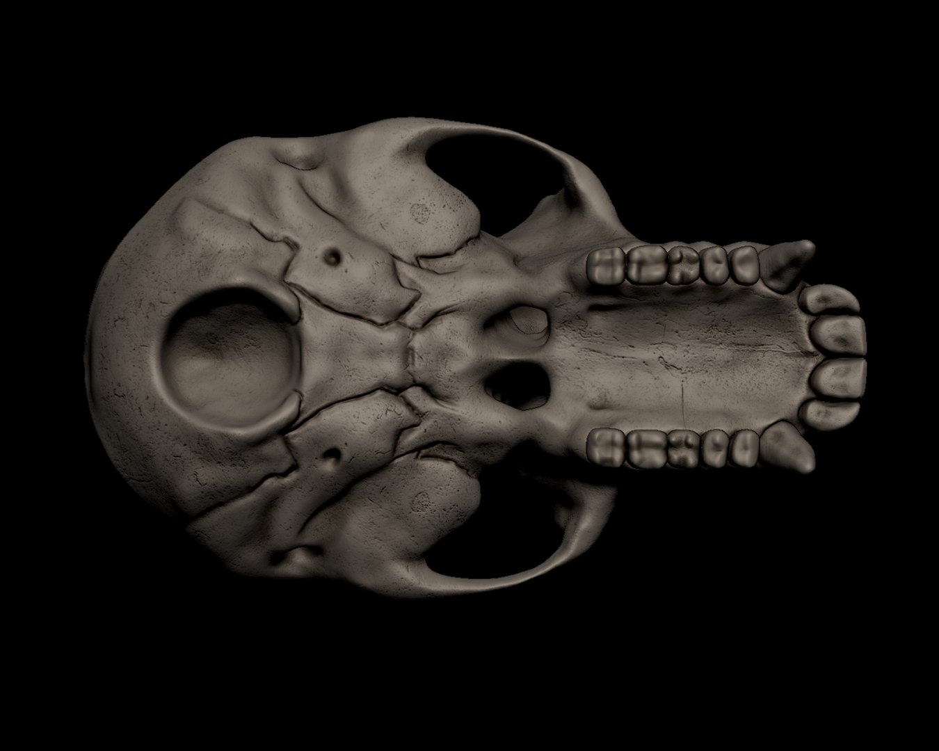 3D Chimpanzee Skull - TurboSquid 2395653