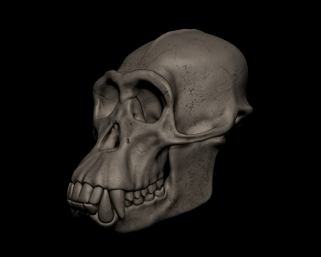 3D Chimpanzee Skull - TurboSquid 2395653