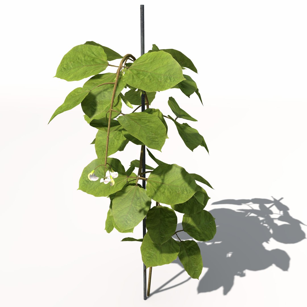 Xfrogplants Bean Plant 3d Max