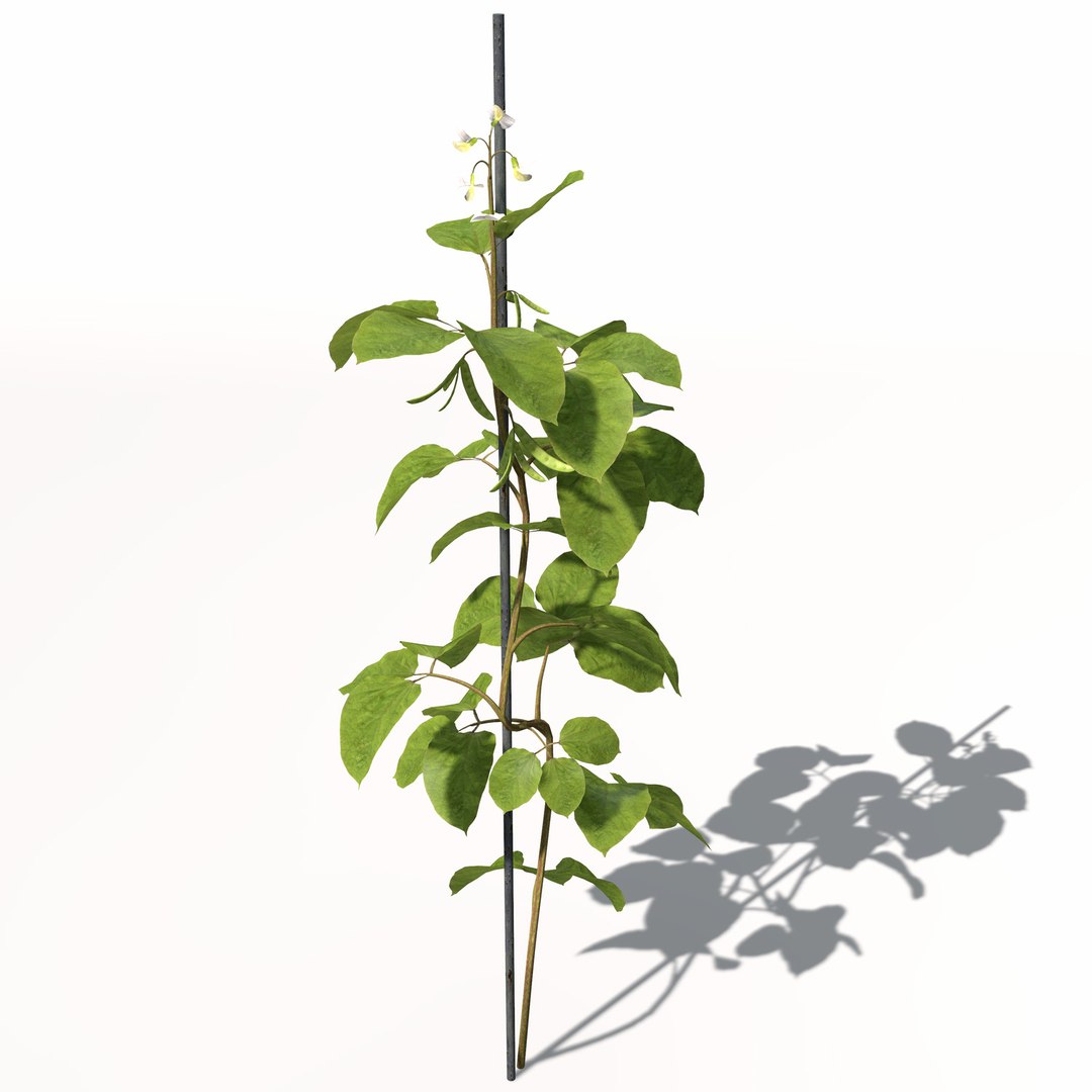 Xfrogplants Bean Plant 3d Max