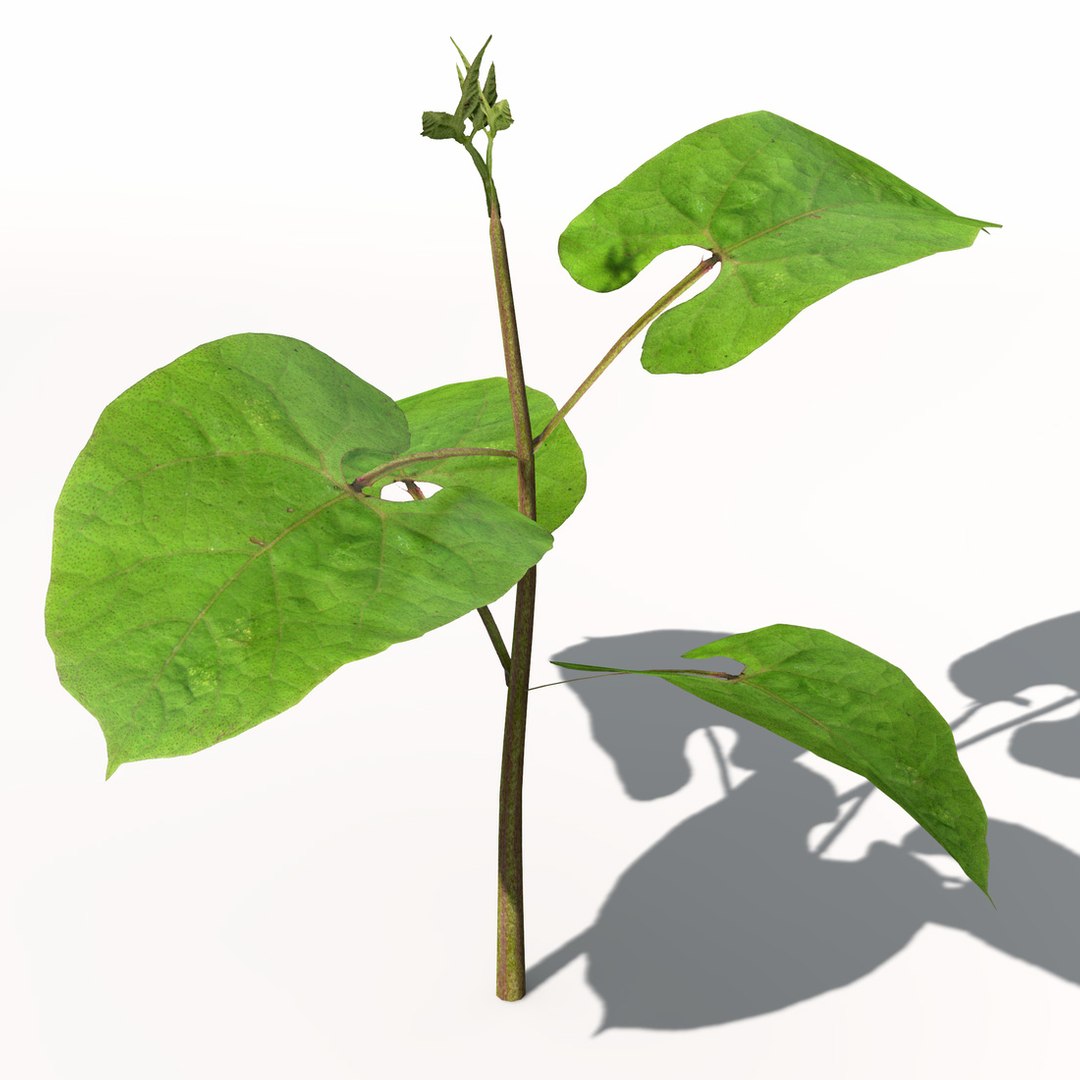 Xfrogplants Bean Plant 3d Max