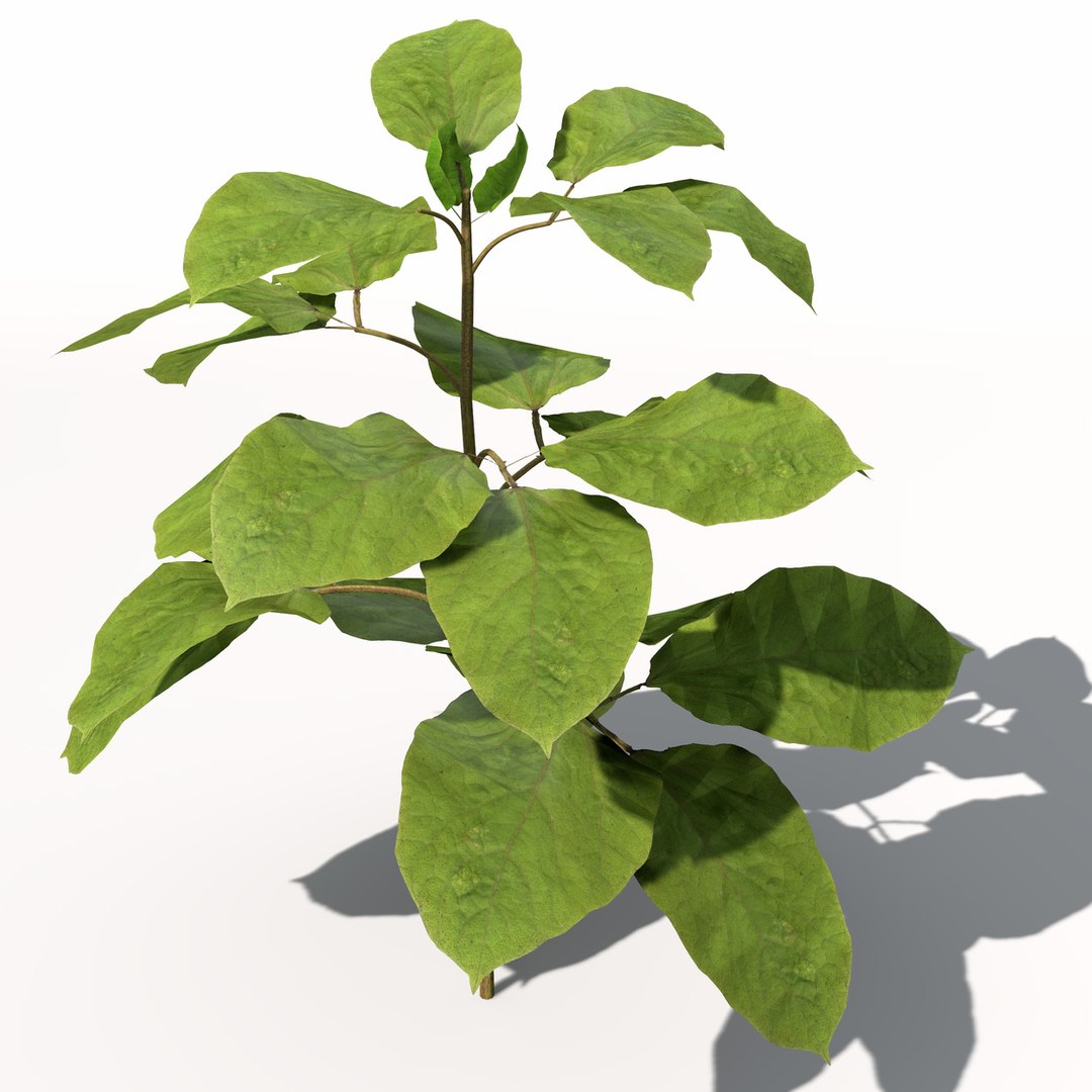 Xfrogplants Bean Plant 3d Max