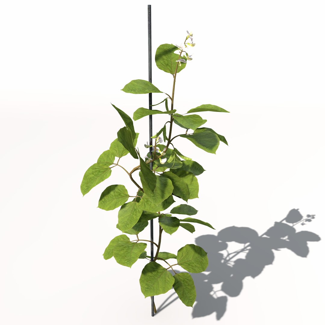 Xfrogplants Bean Plant 3d Max