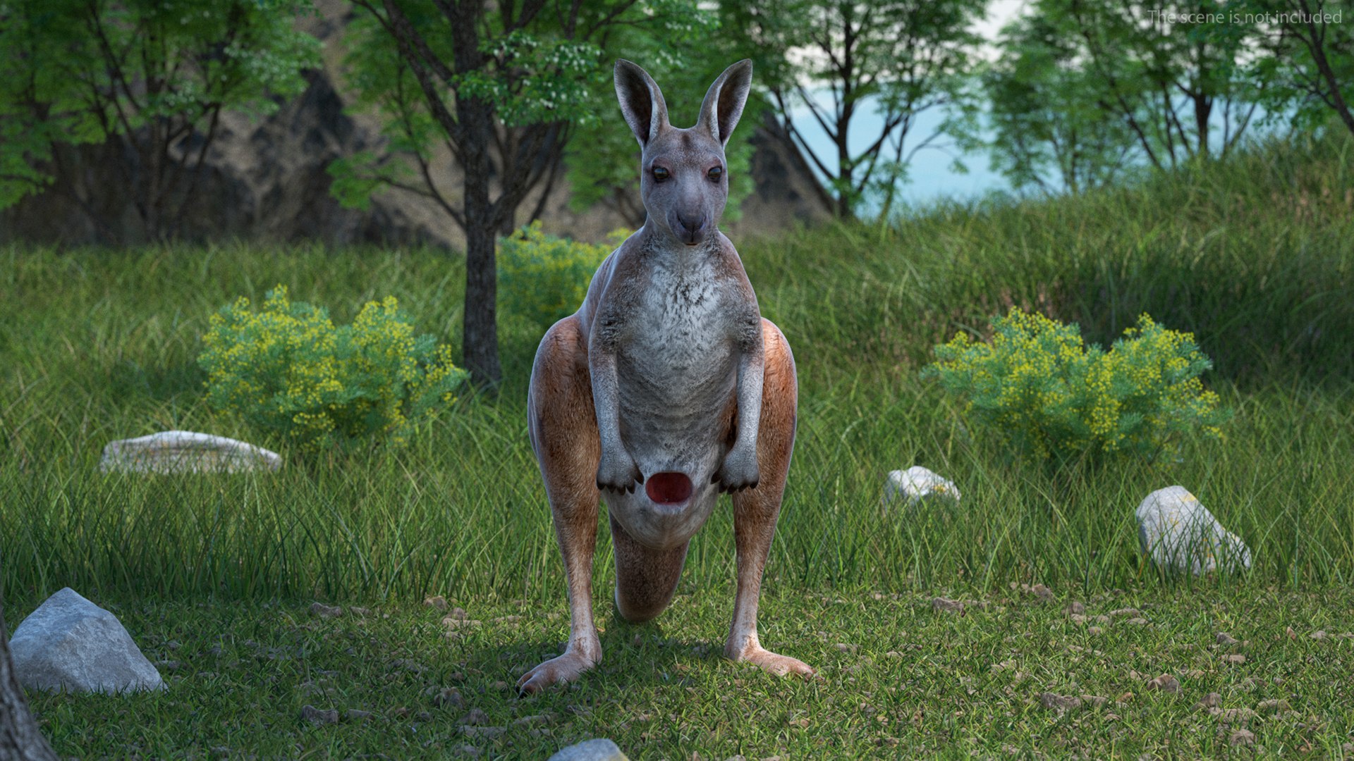 3D Female Kangaroo Rigged - TurboSquid 2250319