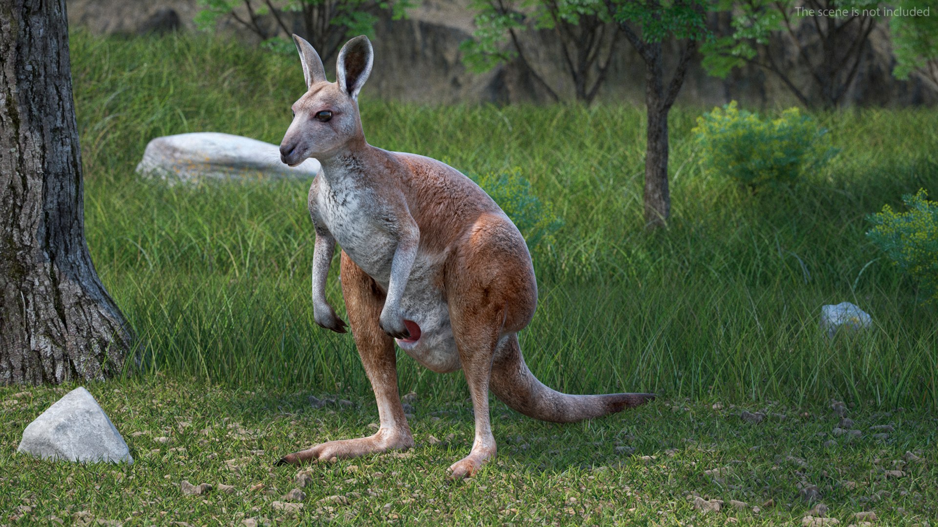 3D Female Kangaroo Rigged - TurboSquid 2250319