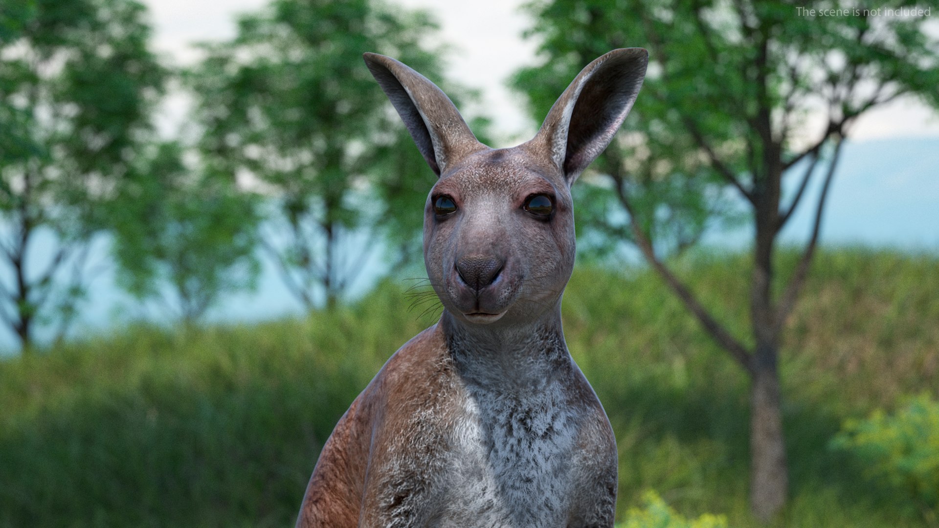 3D Female Kangaroo Rigged - TurboSquid 2250319