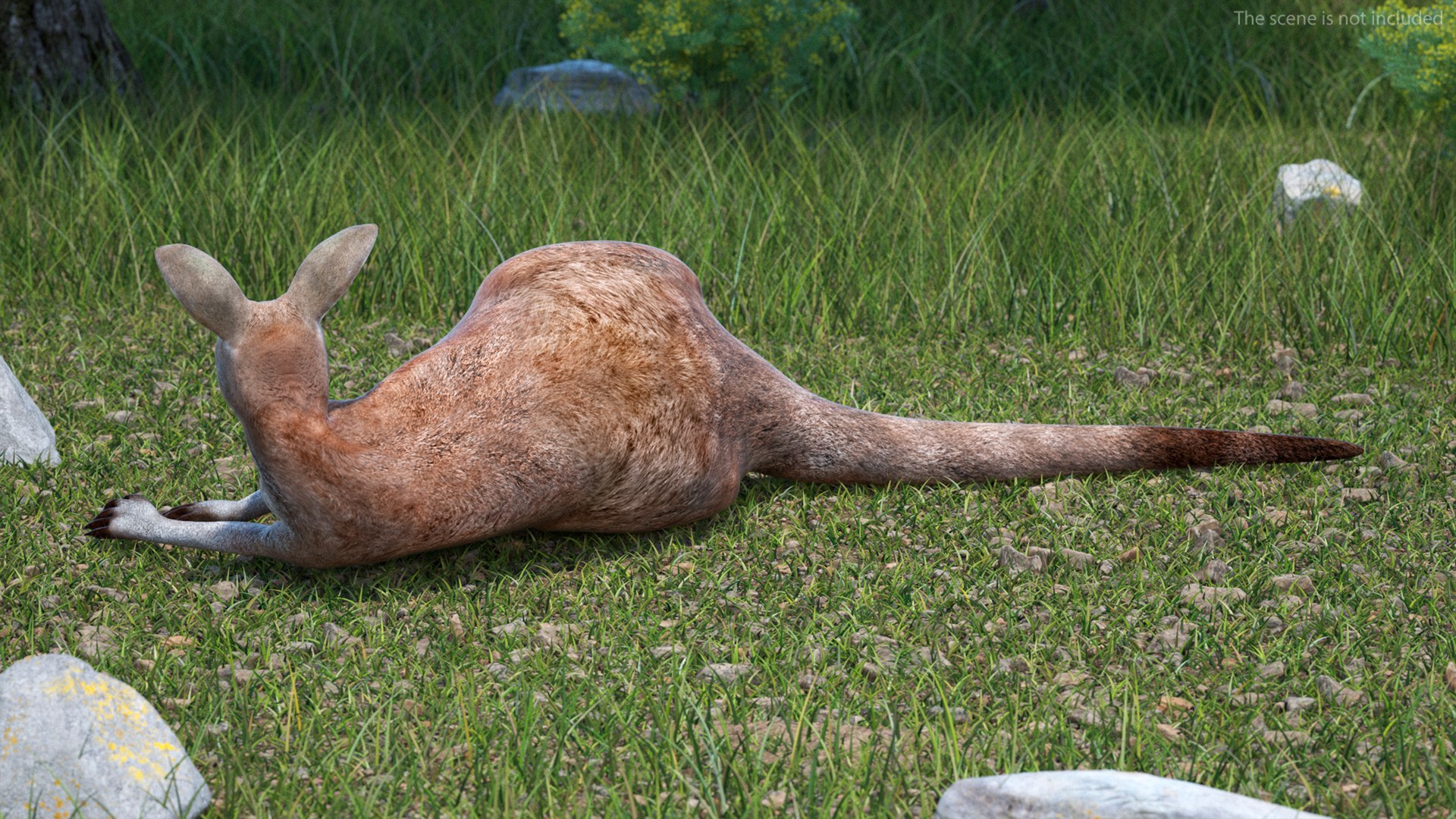 3D Female Kangaroo Rigged - TurboSquid 2250319