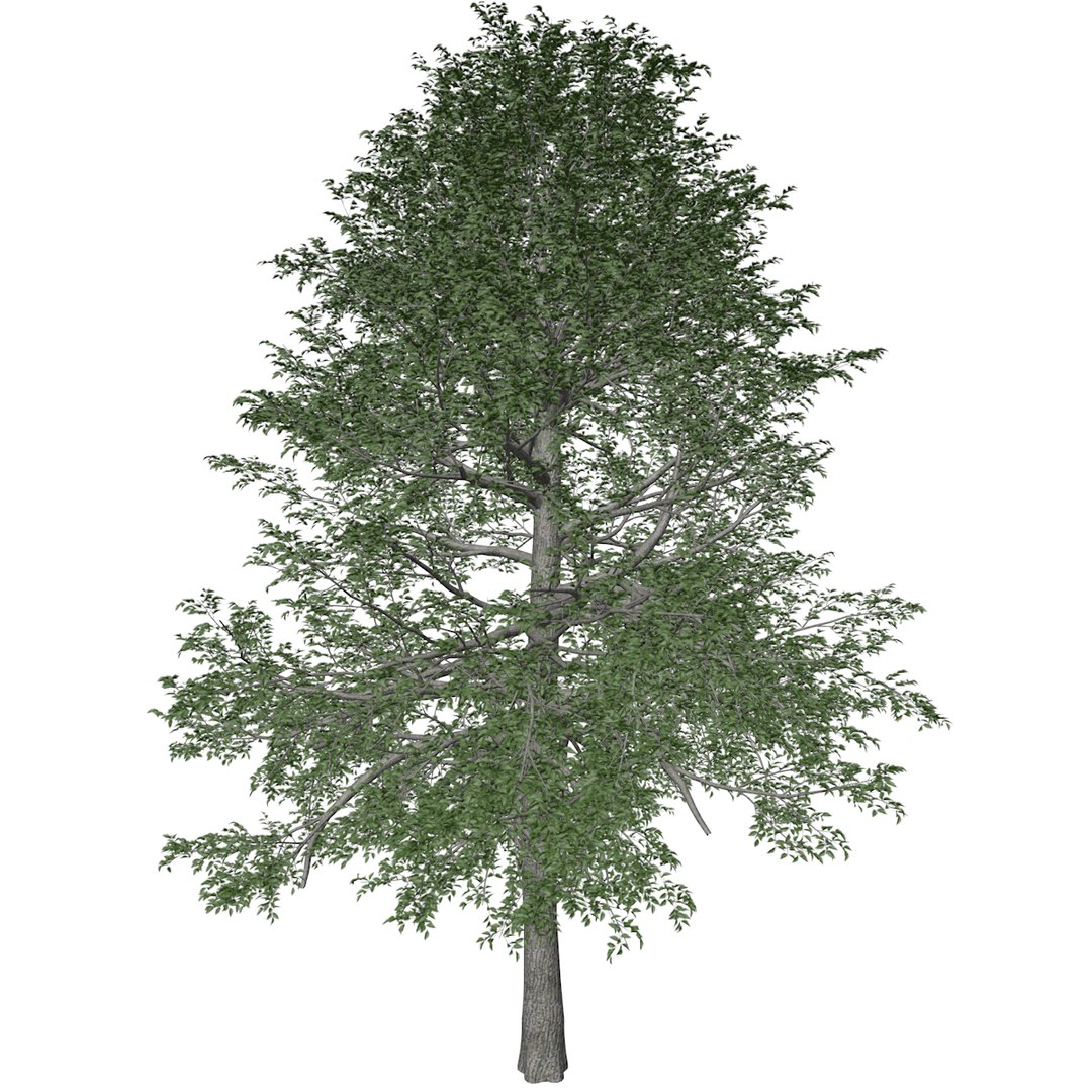 3D Model Black Gum Tree Collection - TurboSquid 2378957