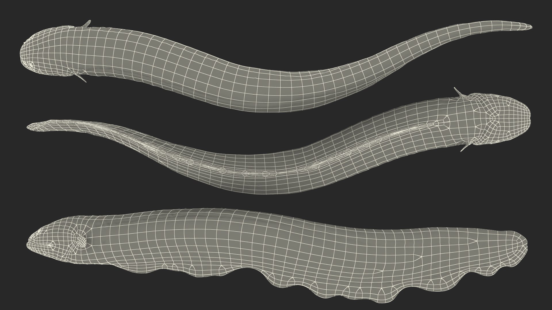 Electric Eel Swimming Pose Model - TurboSquid 1486872