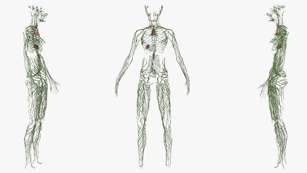 Boy Body Anatomy Collection 4 3D model - TurboSquid 1915758