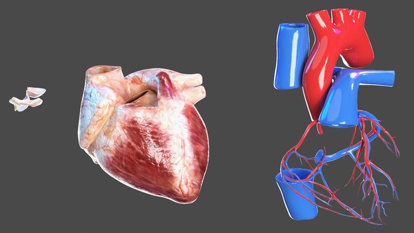Boy Body Anatomy Collection 4 3D model - TurboSquid 1915758