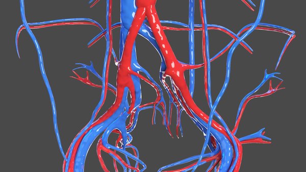 Boy Body Anatomy Collection 4 3D model - TurboSquid 1915758
