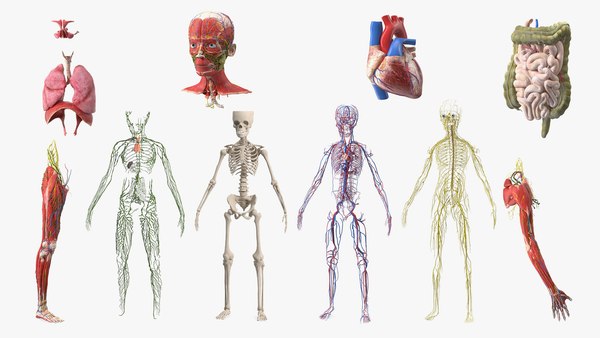 Boy Body Anatomy Collection 4 3D model - TurboSquid 1915758