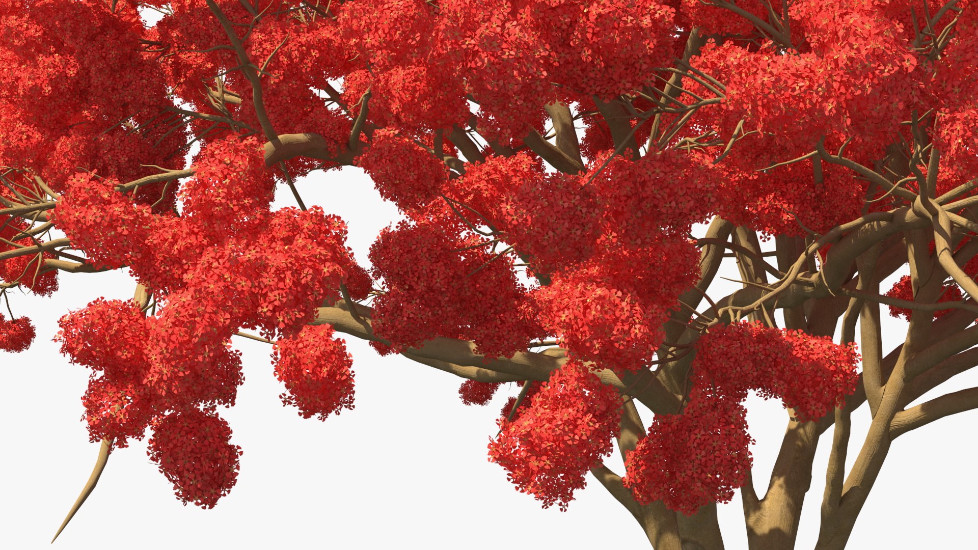 3D Royal Poinciana Flame Tree - TurboSquid 1509537