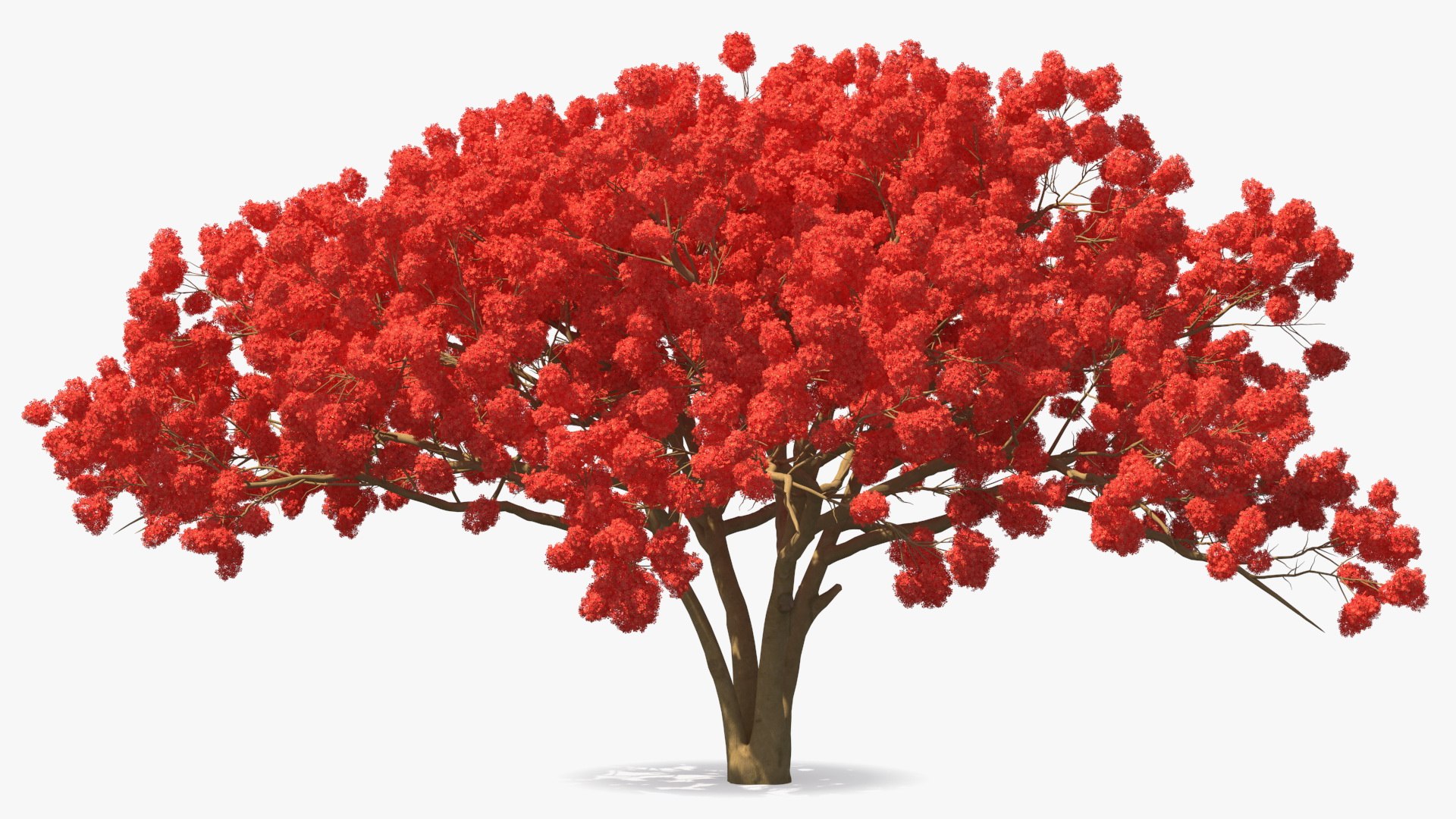 3D royal poinciana flame tree - TurboSquid 1509537
