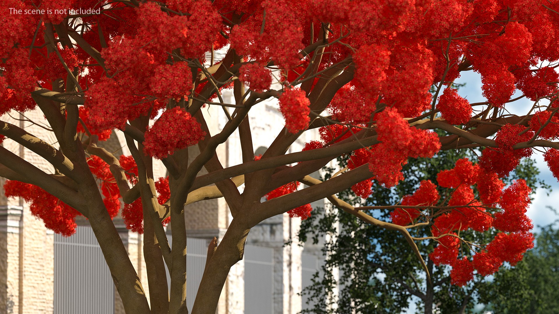 3D Royal Poinciana Flame Tree - TurboSquid 1509537