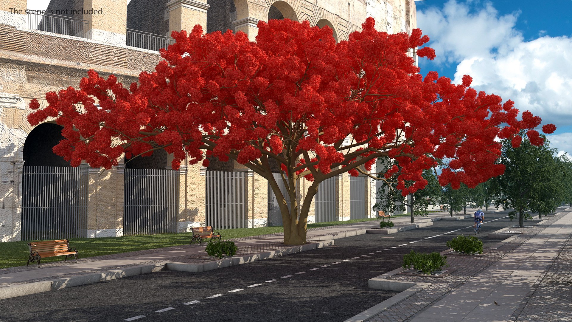 3D Royal Poinciana Flame Tree - TurboSquid 1509537