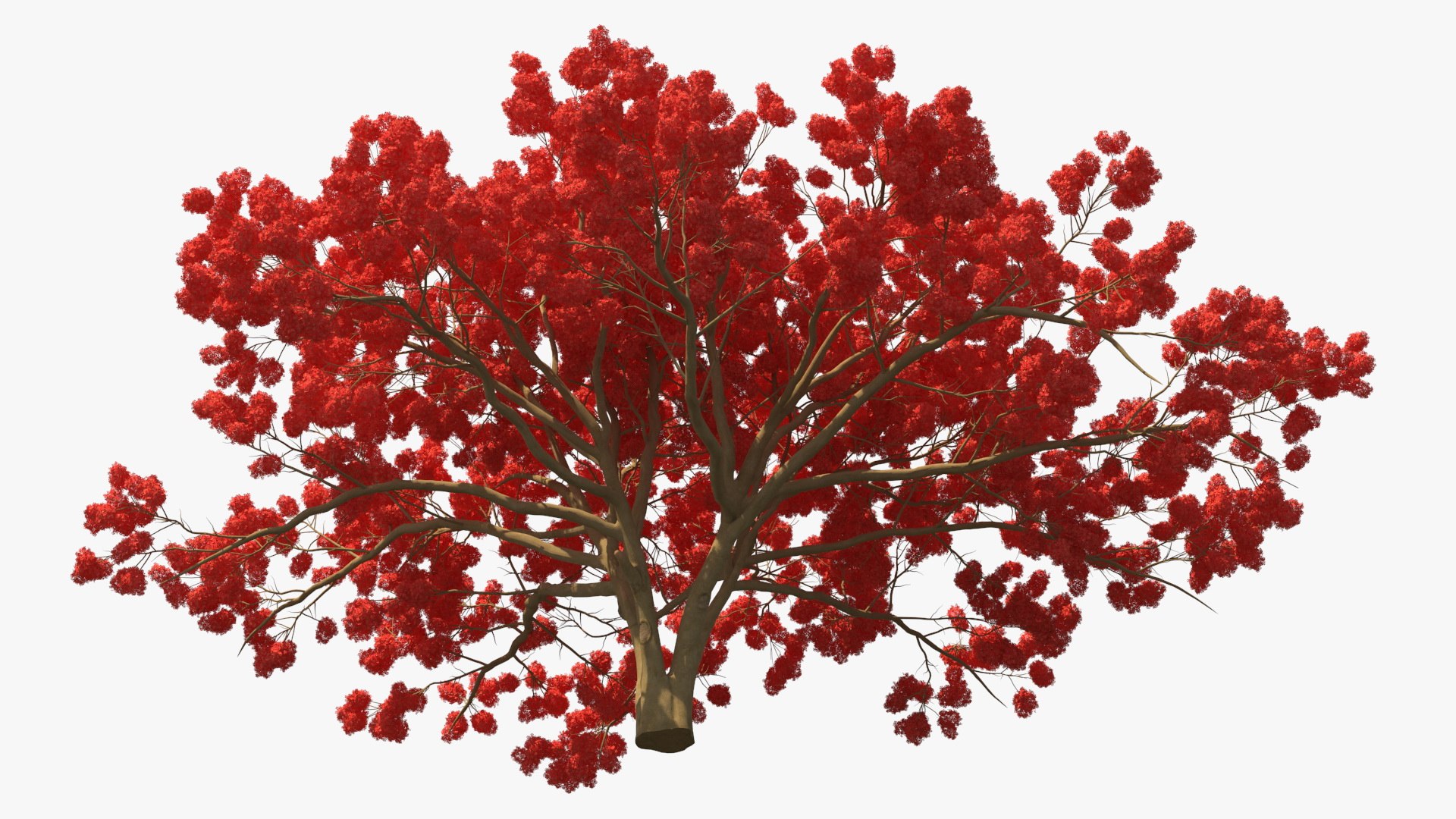 3D Royal Poinciana Flame Tree - TurboSquid 1509537