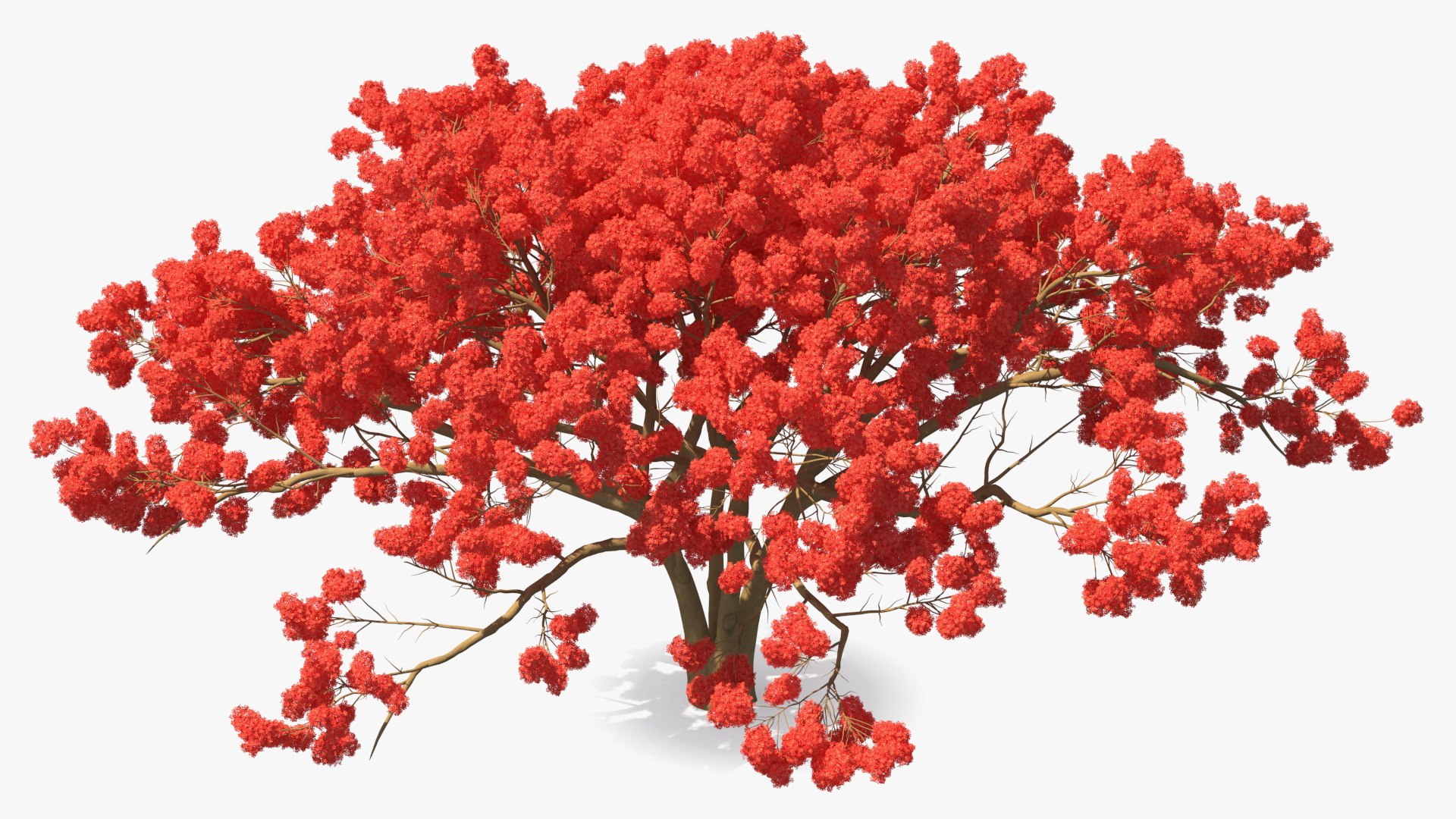 3D Royal Poinciana Flame Tree - TurboSquid 1509537