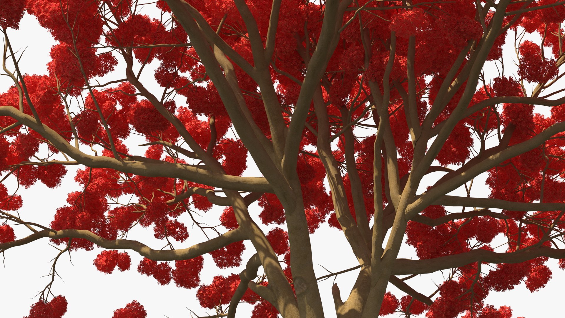 3D Royal Poinciana Flame Tree - TurboSquid 1509537